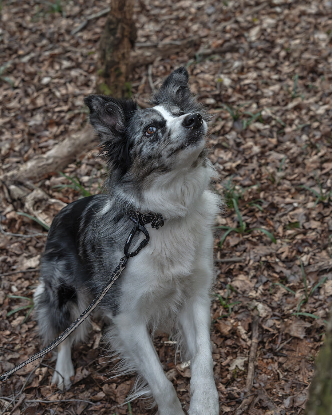 Wildbarc | Black Topographic Print Waterproof Dog Lead | Trail Control